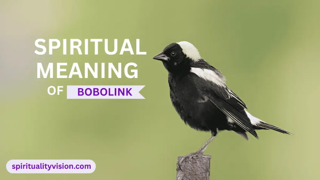 Spiritual Meaning of Bobolink | Symbolism, Power & Lessons!