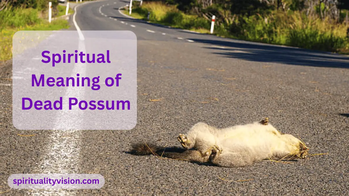 Spiritual Meaning of Dead Possum | Symbolism & Messages!