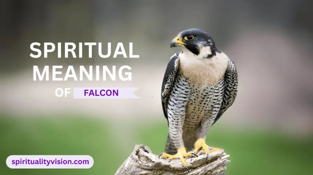 Spiritual Meaning of Falcon | Symbolism, Totem & Lessons!