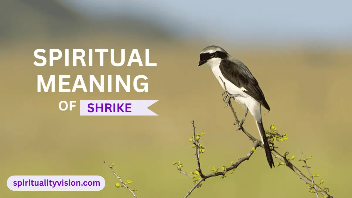 Spiritual Meaning of Shrike | Symbolism, Messages & Lessons!