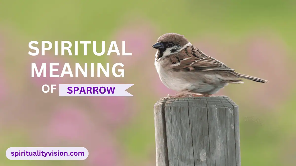 Spiritual Meaning of Sparrow | Symbolism, Messages & Lessons