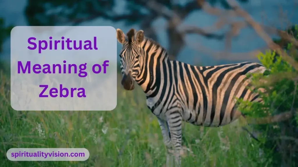 Spiritual Meaning of Zebra | Symbolism, Messages & Lessons!