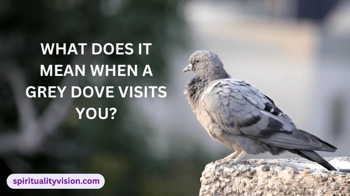 What Does It Mean When a Grey Dove Visits You?